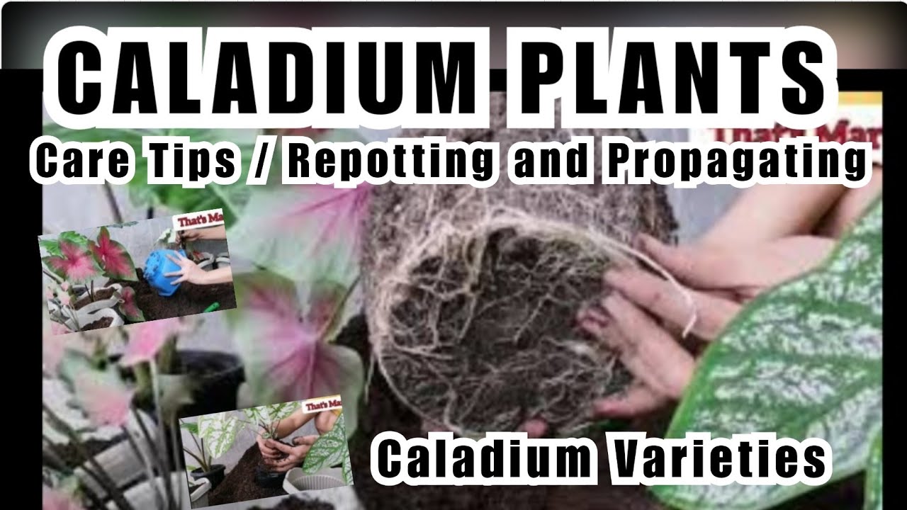 How to Repot and Propagate Caladium or Gabi-gabi plants / Care Tips ...
