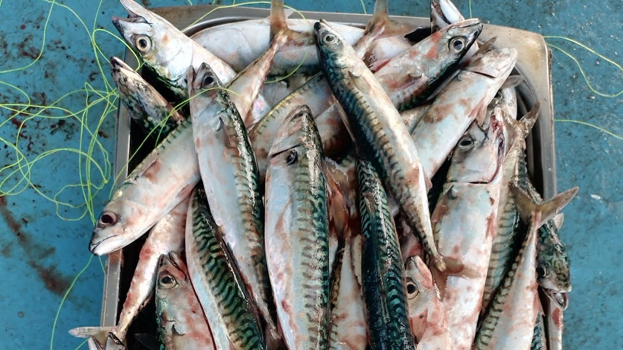 Libre na ang isang buwan ulam na isda namin sa barko.In 30 mins puno ...