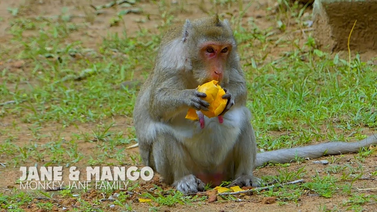 Jane & Mango!!! Lovely monkey Jane really like eating sweet mango, Jane ...