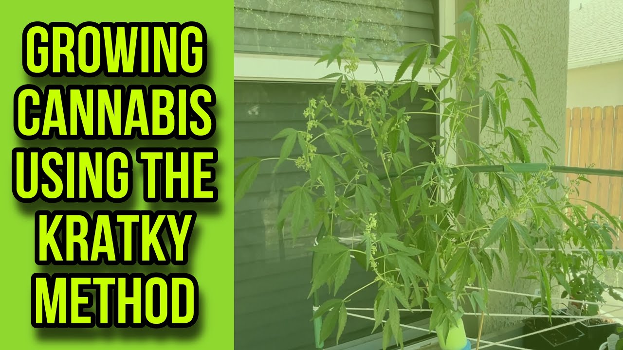 Time Lapse of Growing Cannabis using the Kratky Method! #kratky # ...