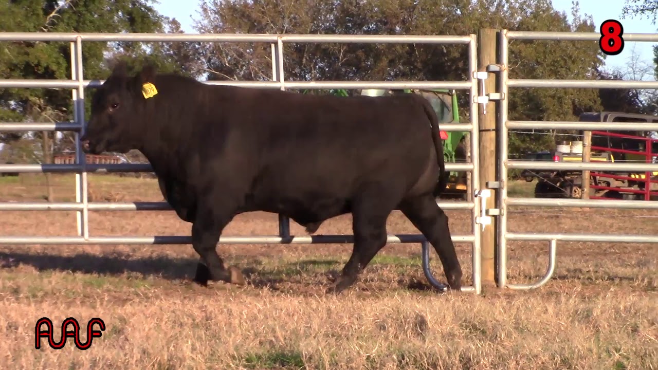 Adams Angus Farm Lot 8 - YouTube
