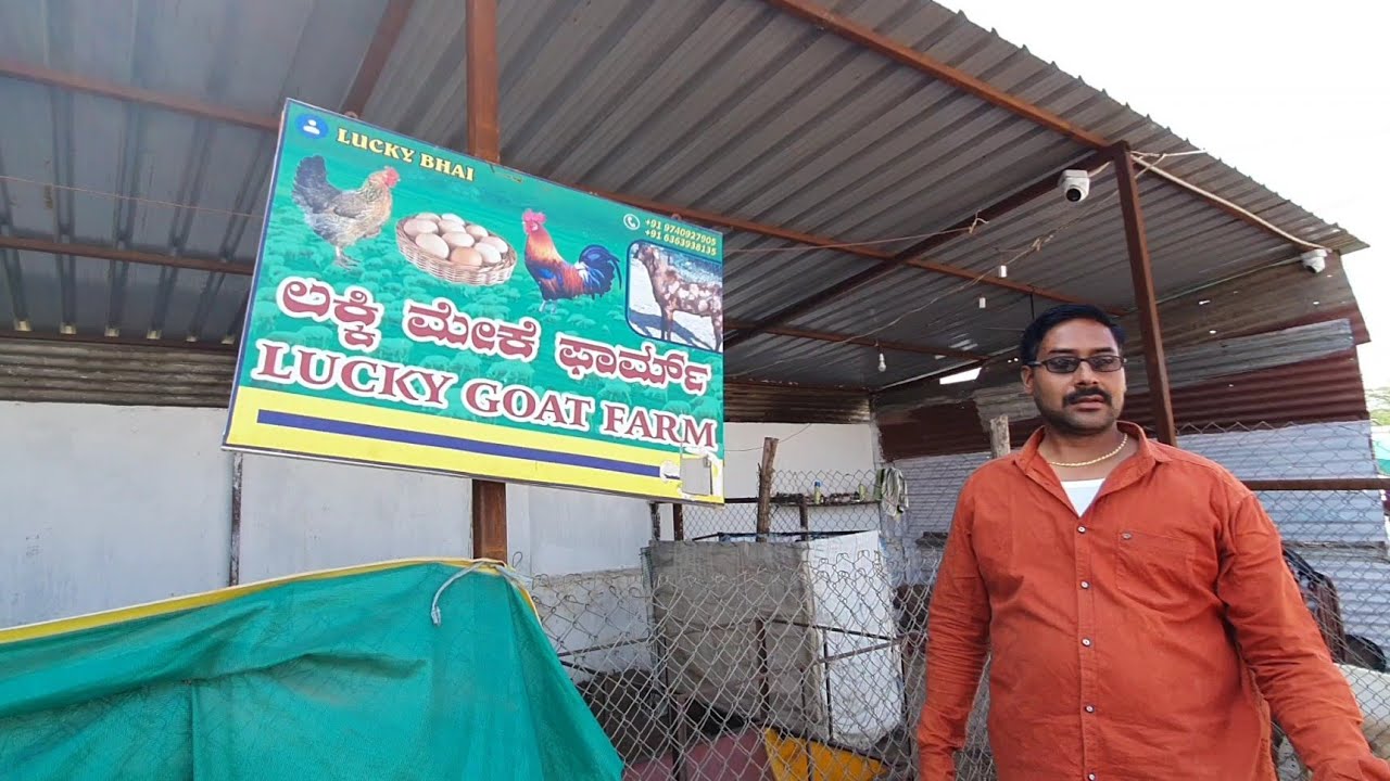Lucky Goat Farm Gulbarga | Biggest Goats Setup. - YouTube