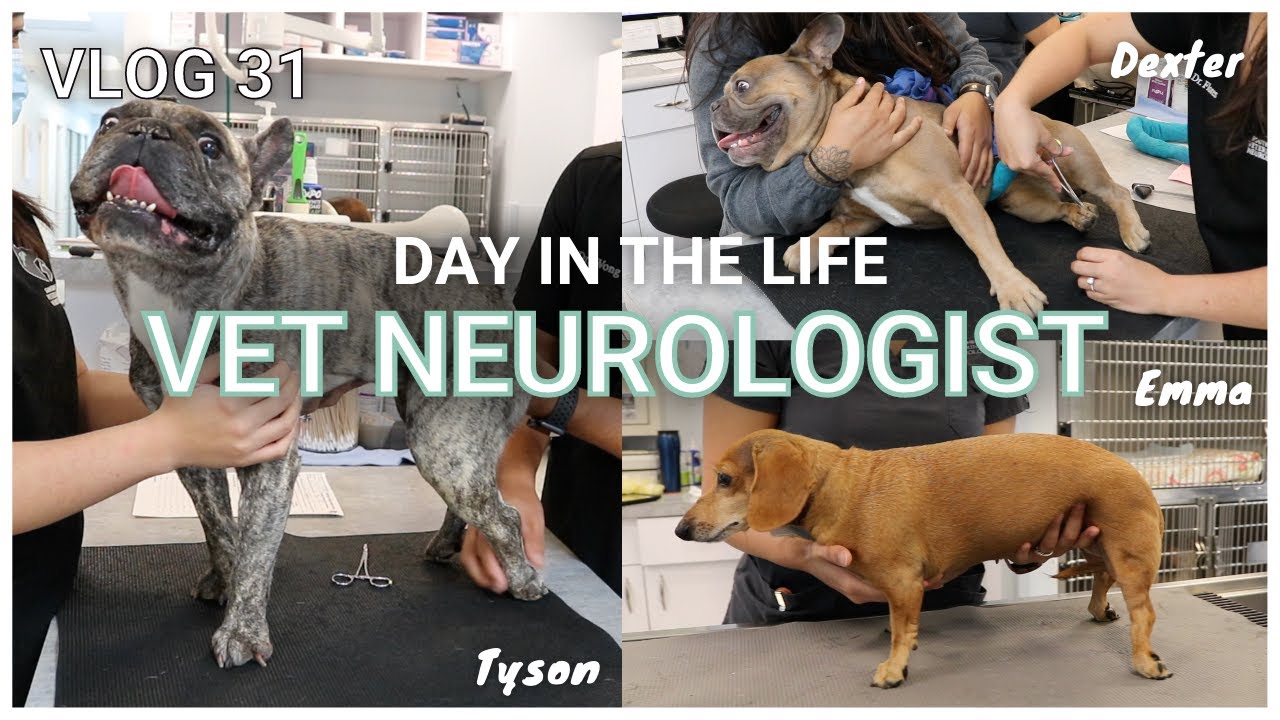 3 Emergency IVDD Surgeries in ONE NIGHT || Vlog 31 - YouTube