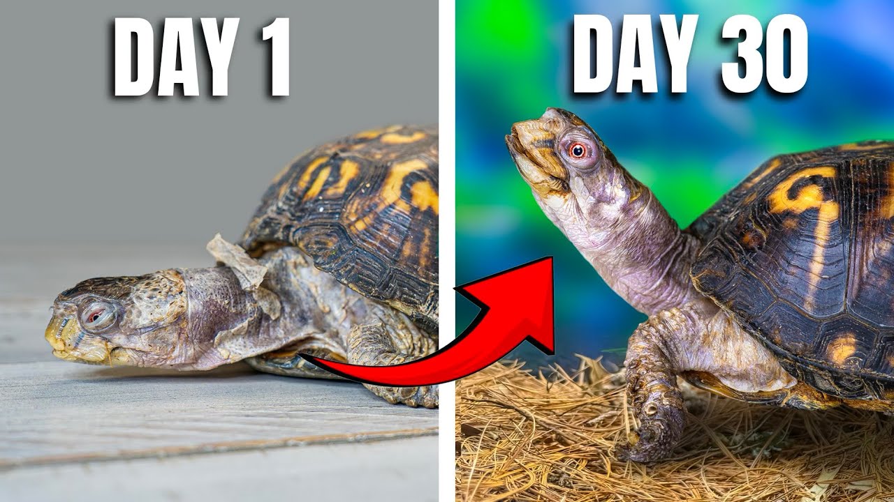Turtle Neglected for 50 Years is Revived in 1 Month! Rockalina Gets a ...