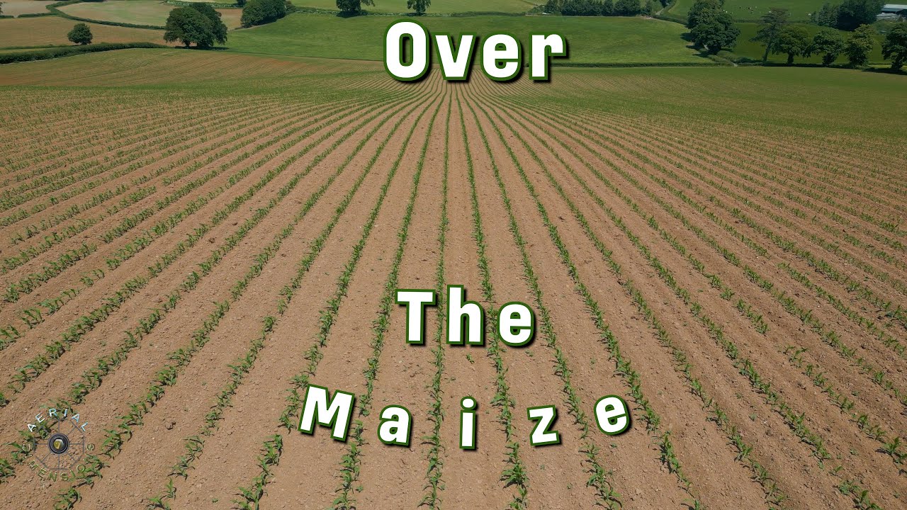 STRAIGHT ROWS OF MAIZE (7th June, 2023) - YouTube