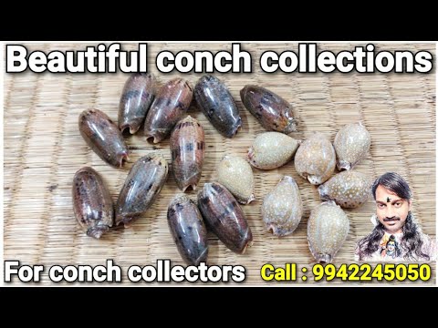 Beautiful conch collections. (for conch collectors) - YouTube