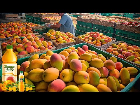 How MANGO JUICE is Made in Factories & How MILLIONS of MANGOES are Harvested?