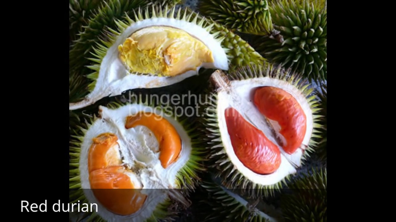 Special fruit tree: seedless jackfruit, ruby longan, red durian and ...