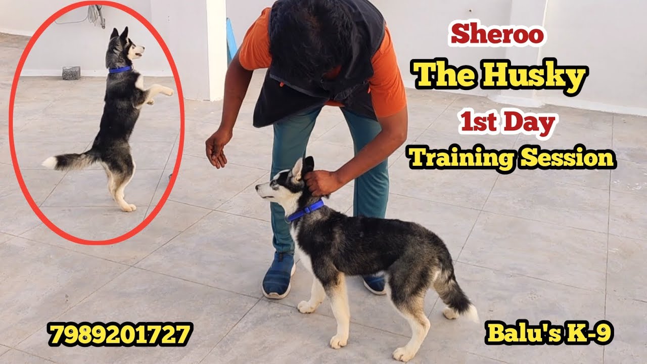 Sheroo The Husky | Day 1 Training session @BalusK9Dogtraining #puppy # ...