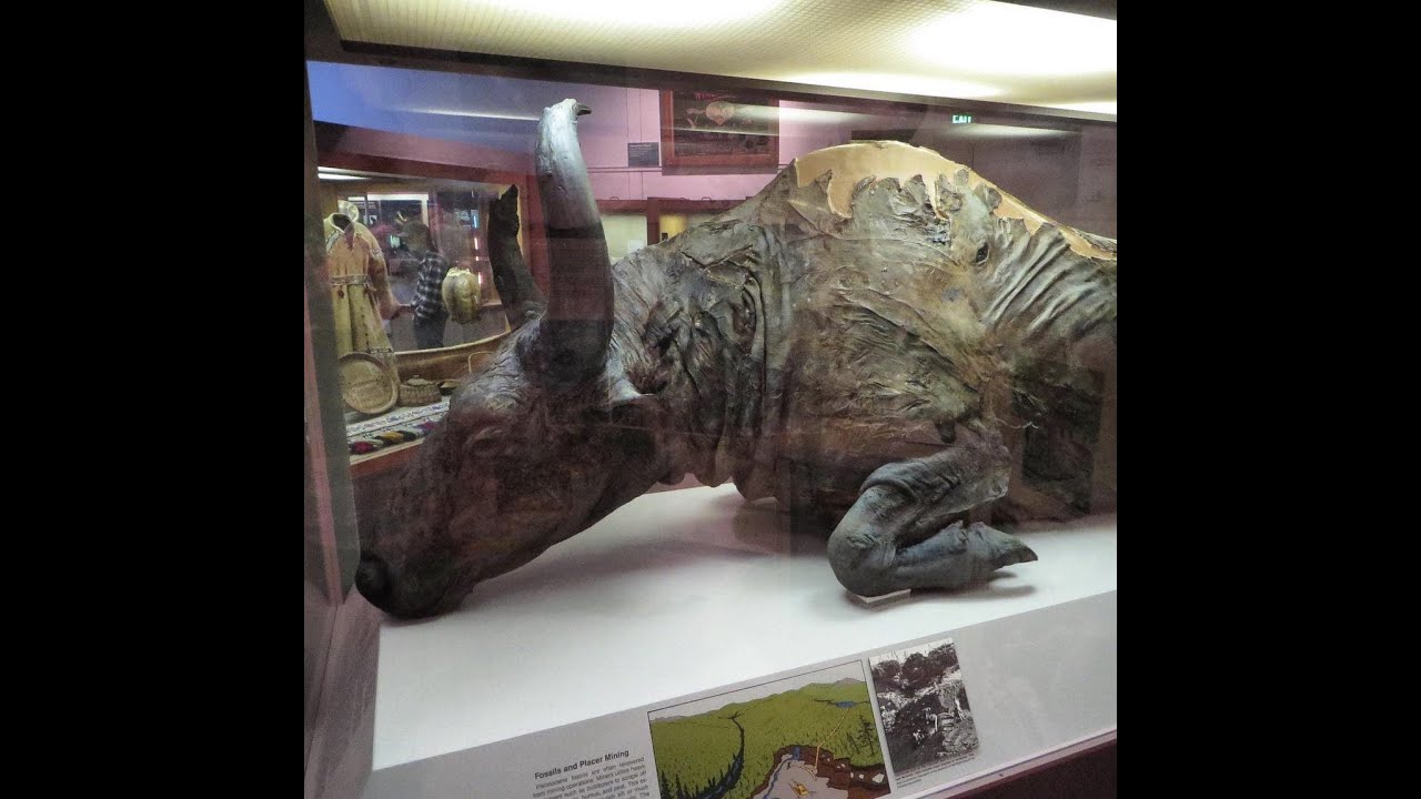 History of 50,000-year-old Blue Babe bison - YouTube