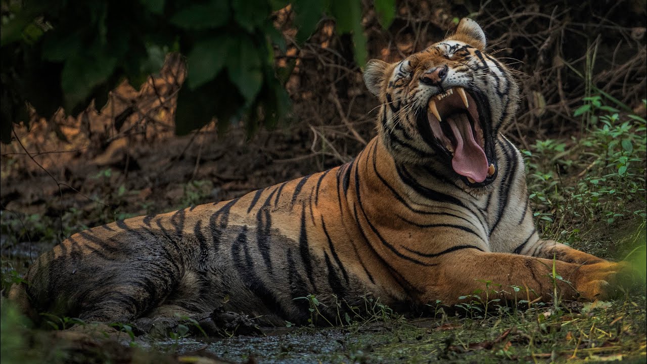 Indian Wildlife || Jungle’s in Summer || Yash Chopda - YouTube