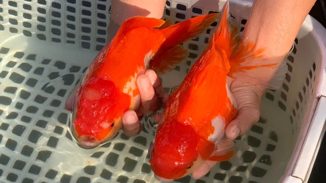 So beautiful and high quality goldfish - YouTube