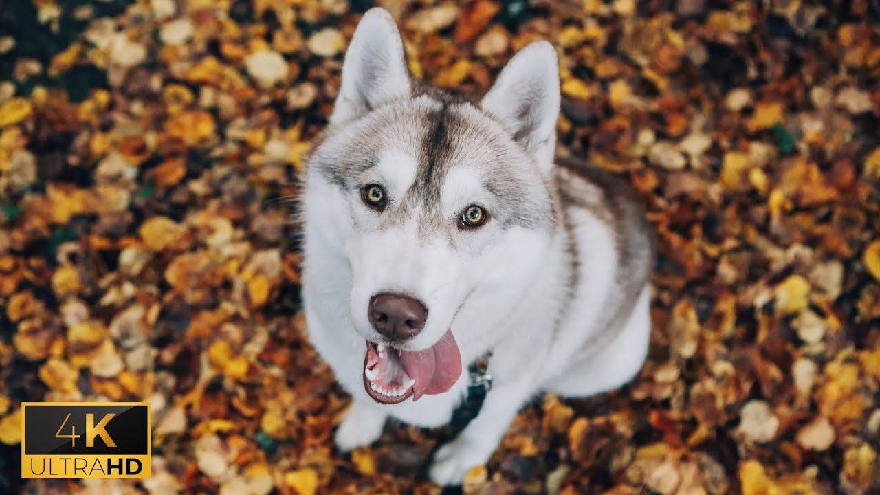 PERROS EN 4K ULTRA HD - YouTube