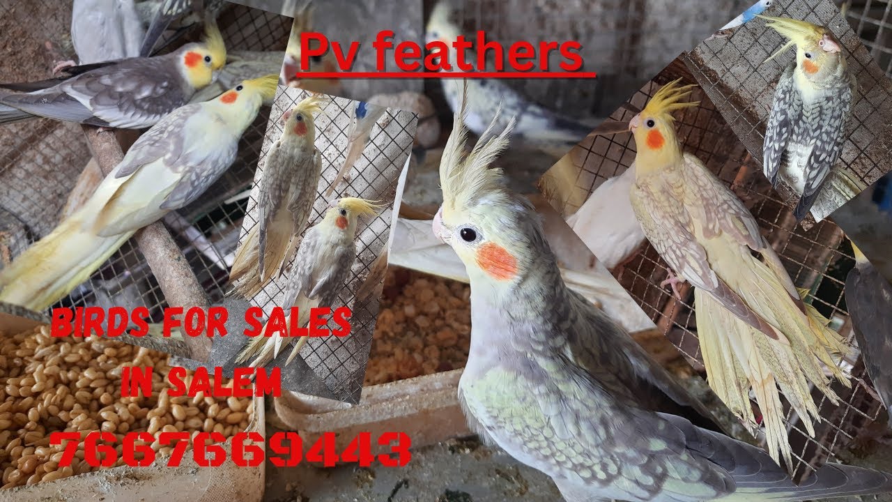 Cocktail birds For sales in salem PVfeathers - YouTube
