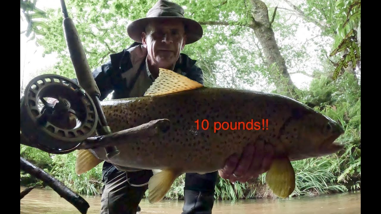 fly fishing a giant 10lb wild brown trout in an amazing tiny spring ...