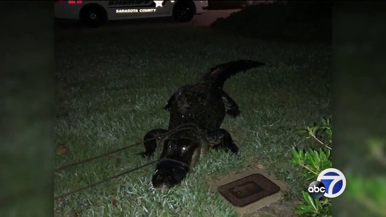 Florida man finds 11-foot long alligator swimming in his pool - YouTube