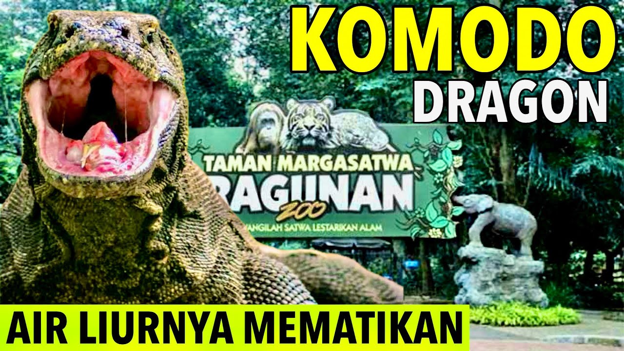 Komodo Dragon Di Kebun Binatang Ragunan Zoo Jakarta Selatan Indonesia ...