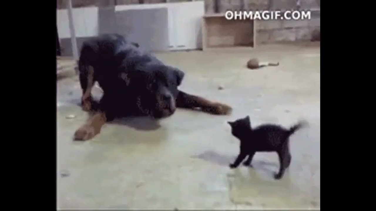 UNEXPECTED Animal ATTACKS! | AFVs Wildest Animal Moments (Funny attacks ...