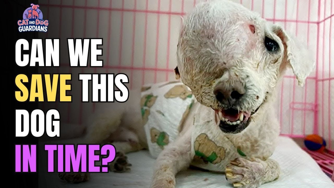 Rescuing Buddy: A Stray Dog's Final Journey with a Tumor #dogrescue # ...
