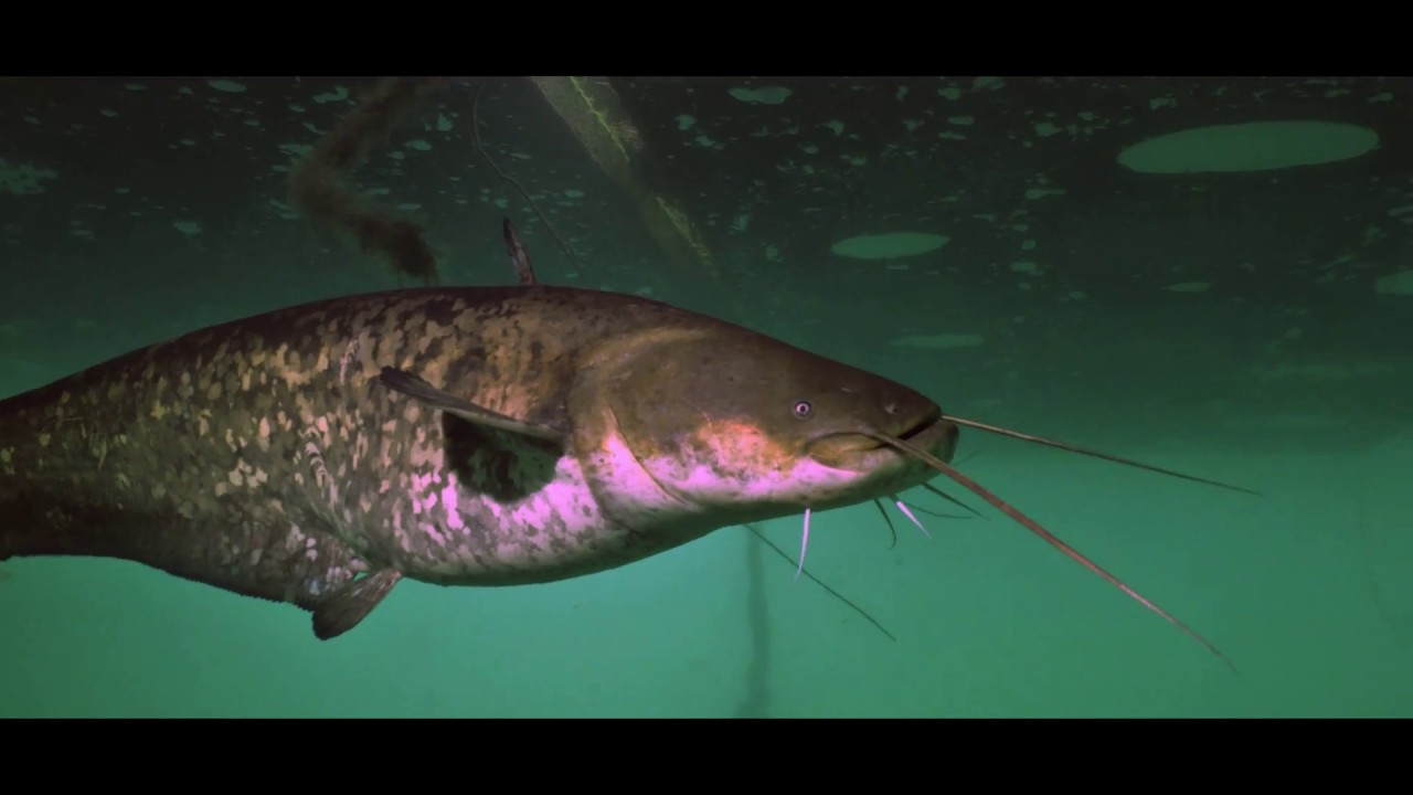 Riesenwelse im Fühlinger See (4K, Panasonic Lumix G81) - YouTube