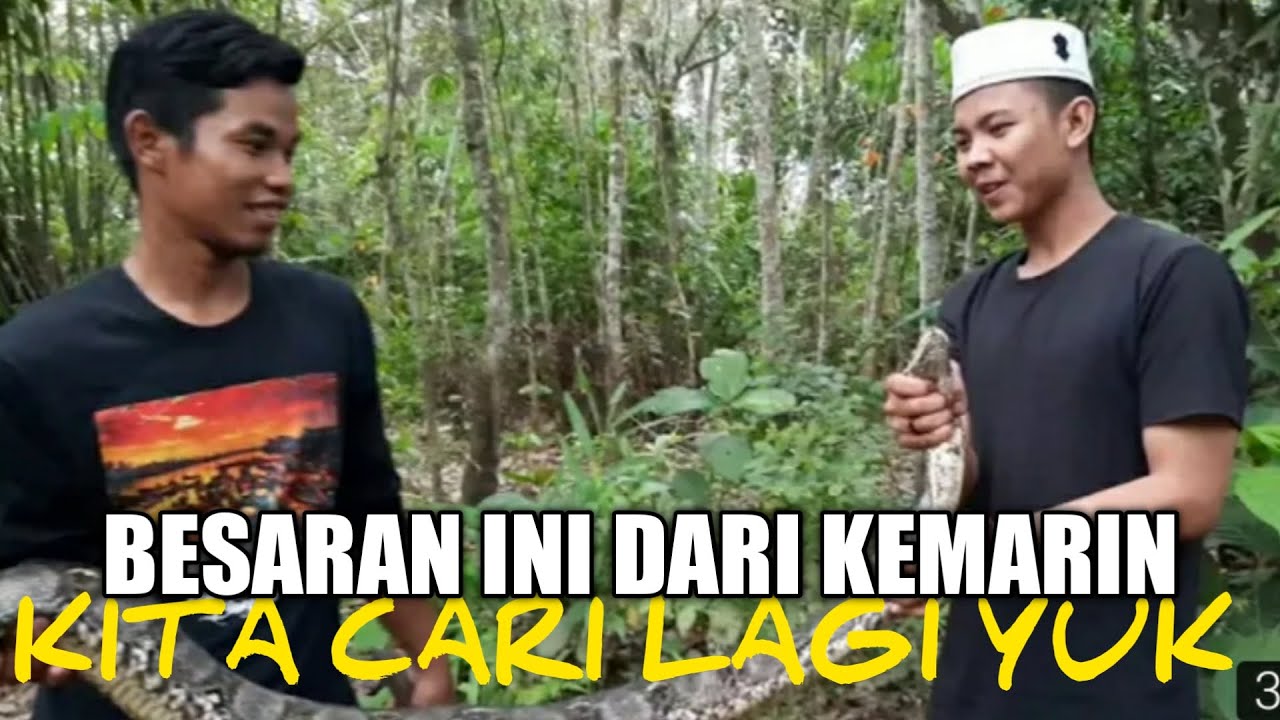 Ular piton mangsa ternak_channel al amin tabalong - YouTube