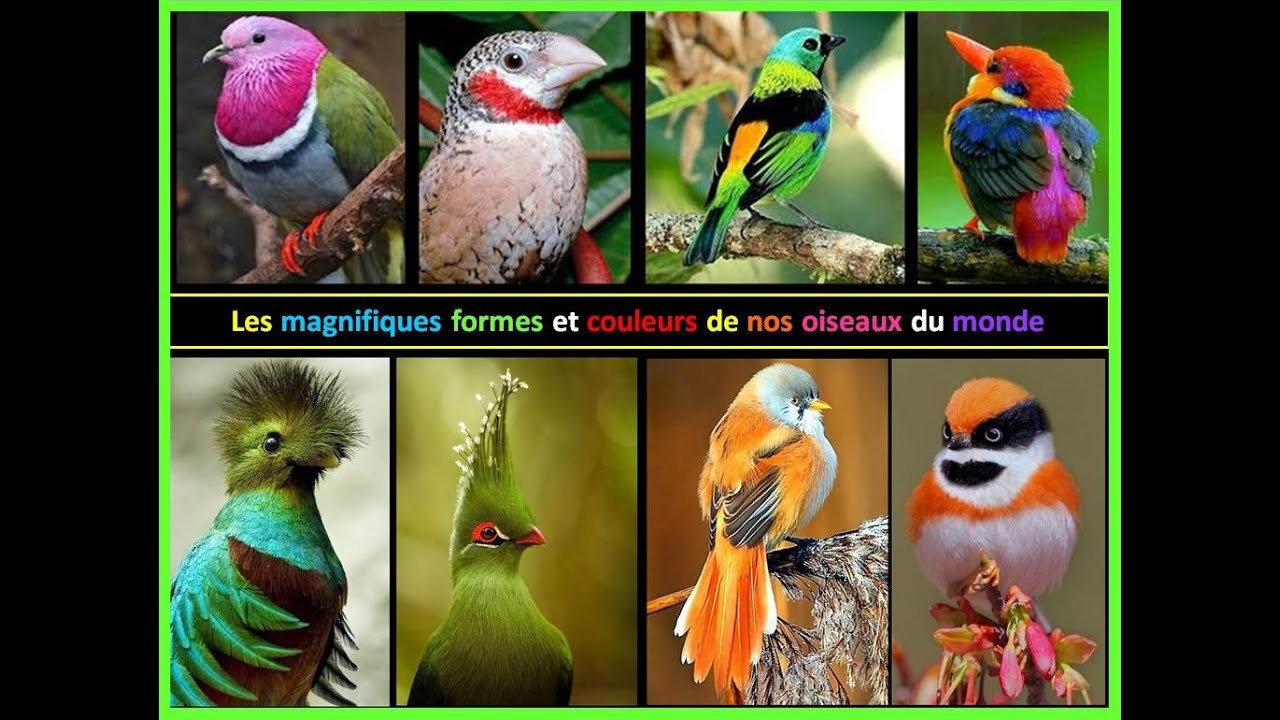 LES OISEAUX DU MONDE 3 FINAL - YouTube