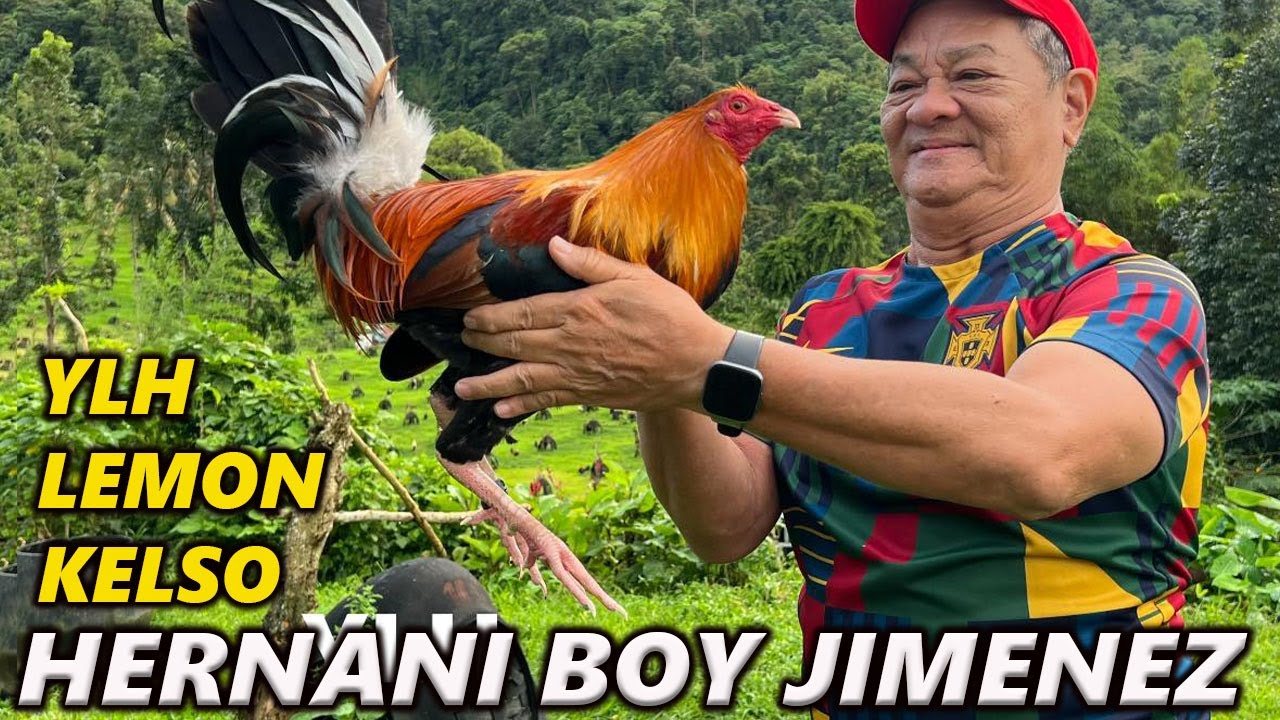 Yellow Leg Hatch White Kelso - Bj Lunao Farm - YouTube