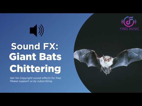 Giant Bats Chittering Sound Effects | No copyright!! - YouTube