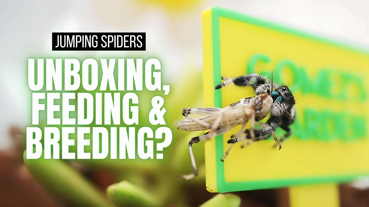 Unboxing & Setting Up MY NEWEST JUMPING SPIDERS 🕷 - YouTube