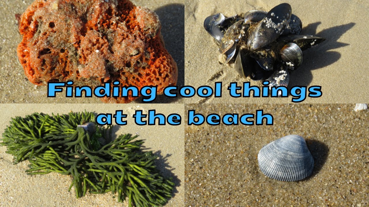 Finding cool things at the beach - A bright orange sponge, mussel shells, seaweed and more - YouTube