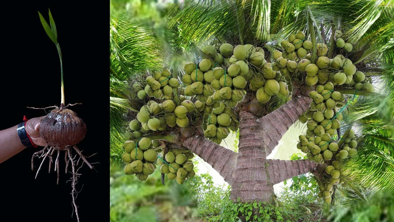 Unlock the Secret to Rapidly Growing Coconuts - Unbelievable Results ...