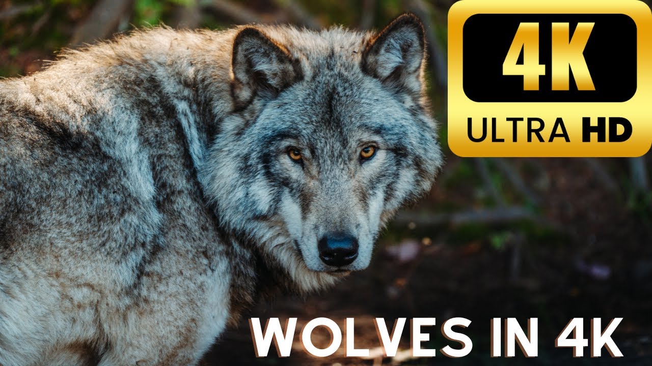 4K Ultra HD: Majestic Wolves in the Wilderness 60 fps - YouTube