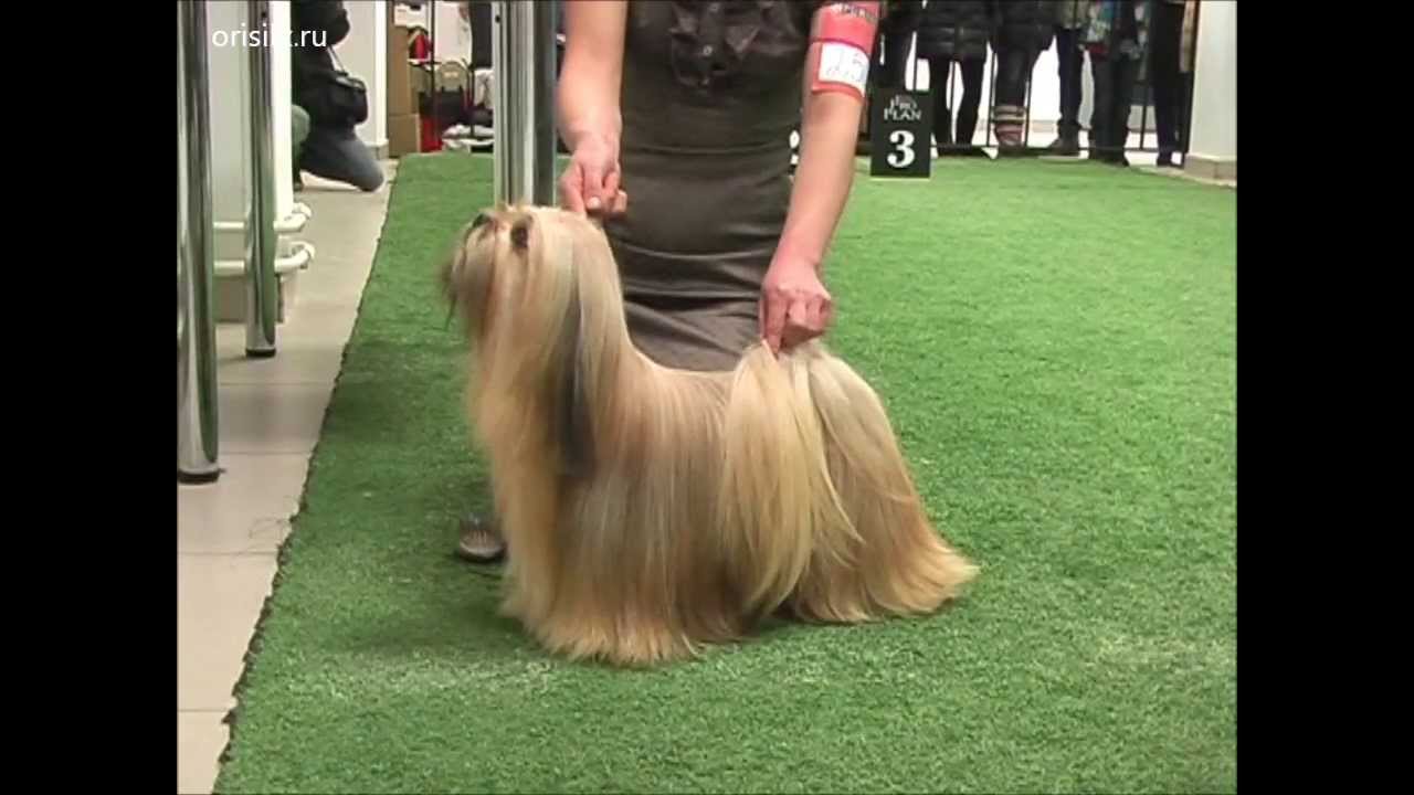 Dog Show Leader of Ural Lhasa apso - YouTube