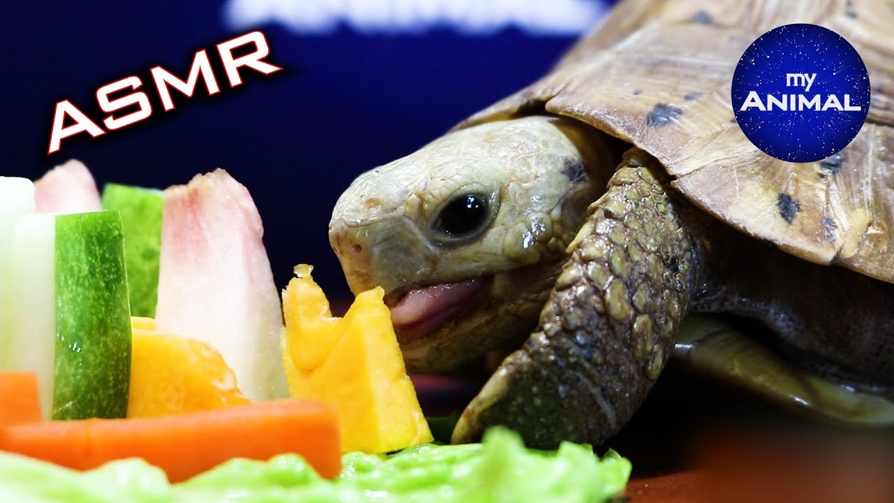 ASMR EATING FOOD MUKBANG 🐢 Turtle Tortoise 19 - YouTube