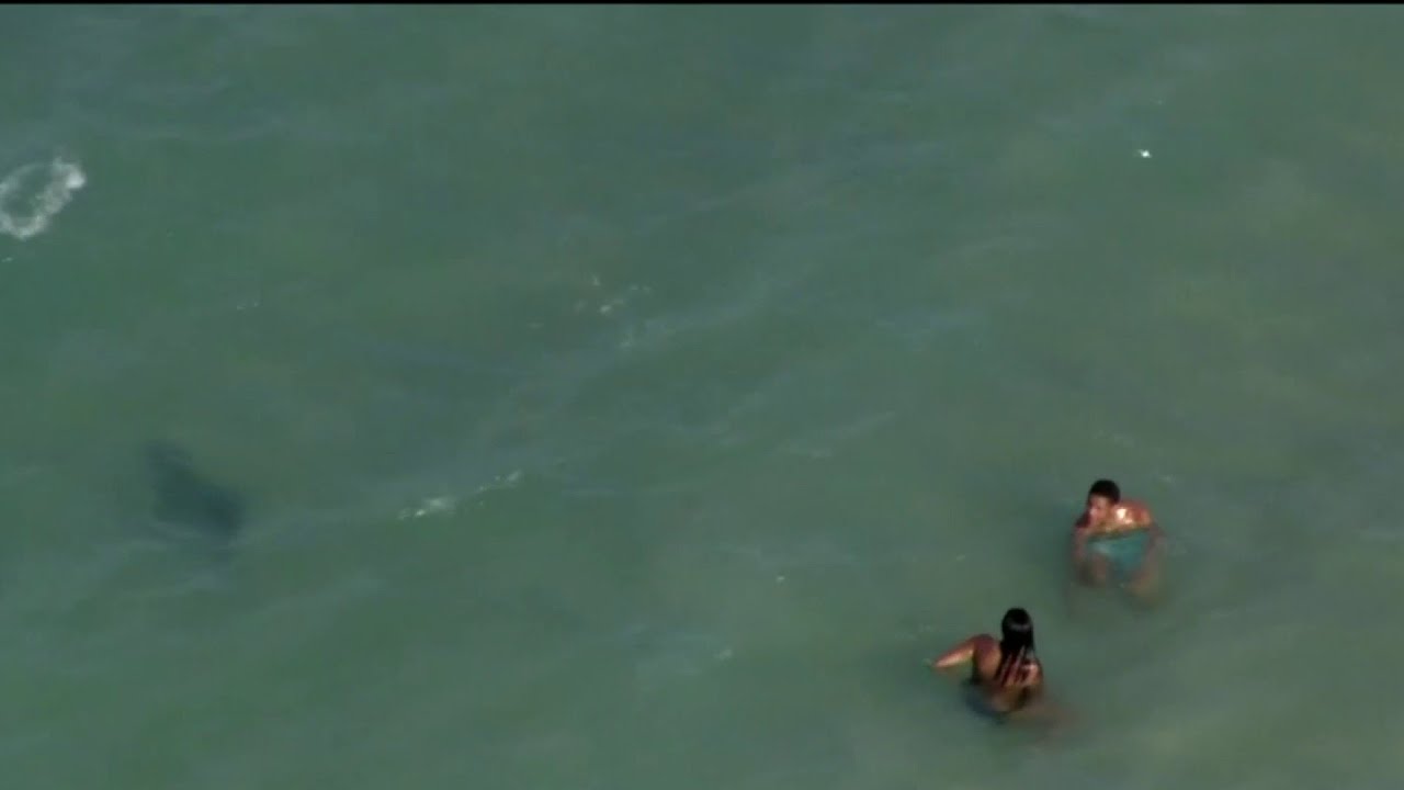 VIDEO: Shark swims near the shoreline at Florida beach - YouTube
