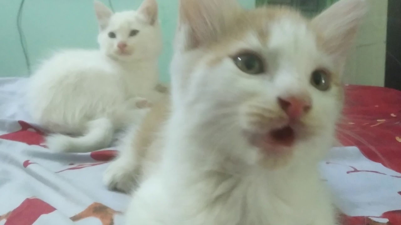Kittens having fun |Cat - YouTube
