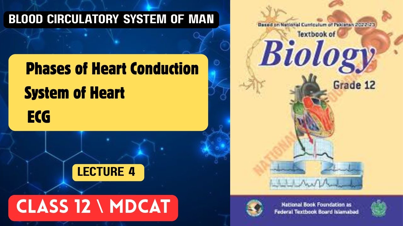 Lecture 04| Phases of Heart| Conduction System of Heart| Chapter 2| 2nd ...