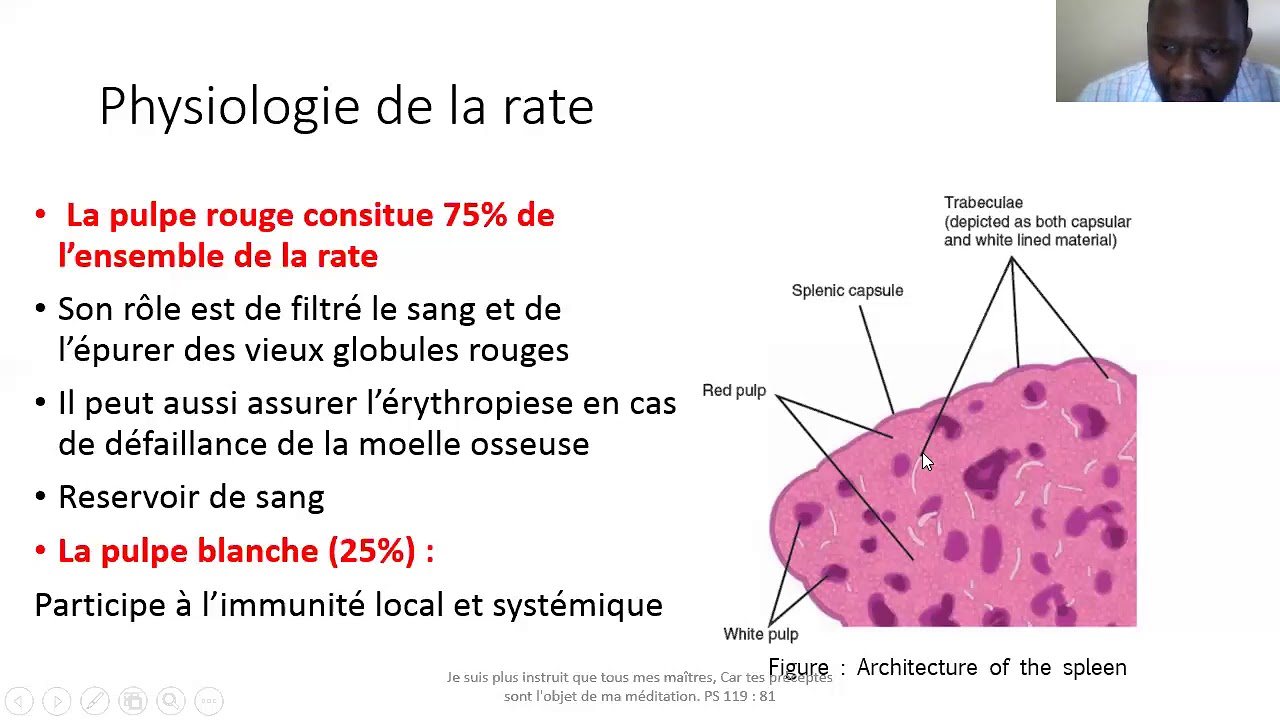 LA RATE (Physiologie et pathophysiologie) - YouTube
