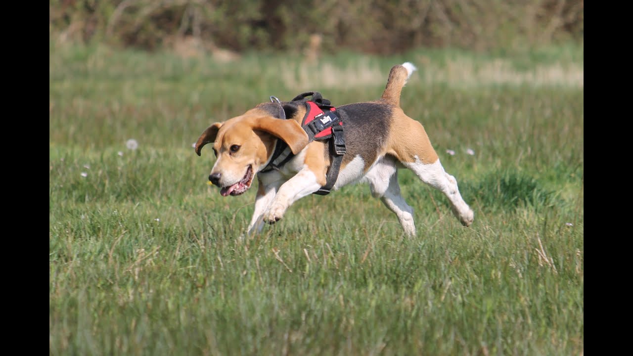 calling back the beagles during walking - YouTube