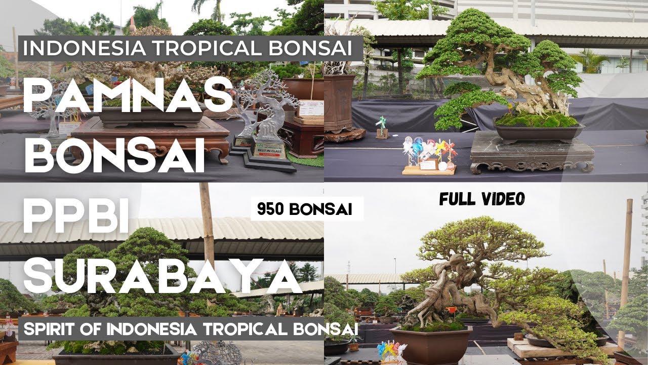 Pameran dan Kontes Bonsai Nasional PPBI cabang Surabaya 2021 | Pamnas ...