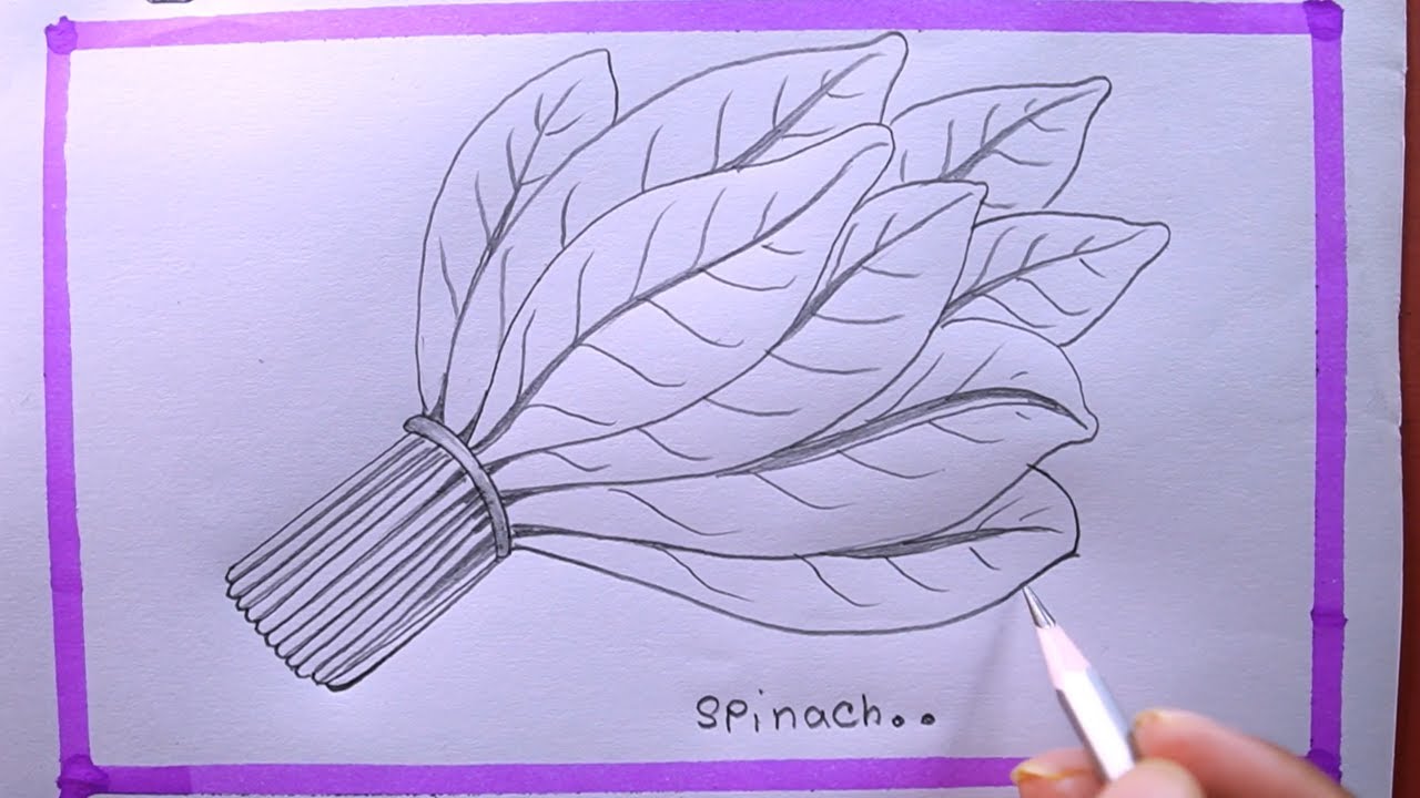 How To Draw Spinach🌿🌻/Spinach Leaf Drawing🌷🍀☘️ - YouTube