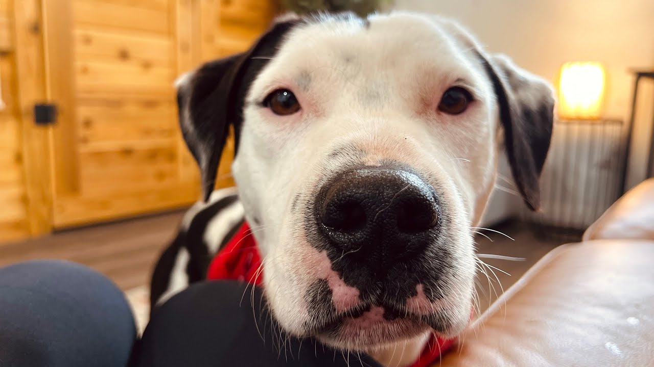 Eustace MooMoo is the number one family dog! - YouTube