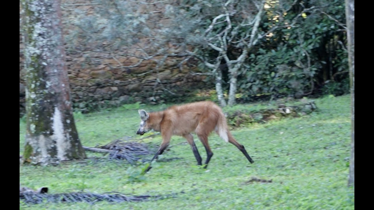 Fêmea de lobo-guará retorna ao habitat natural após resgate e ...