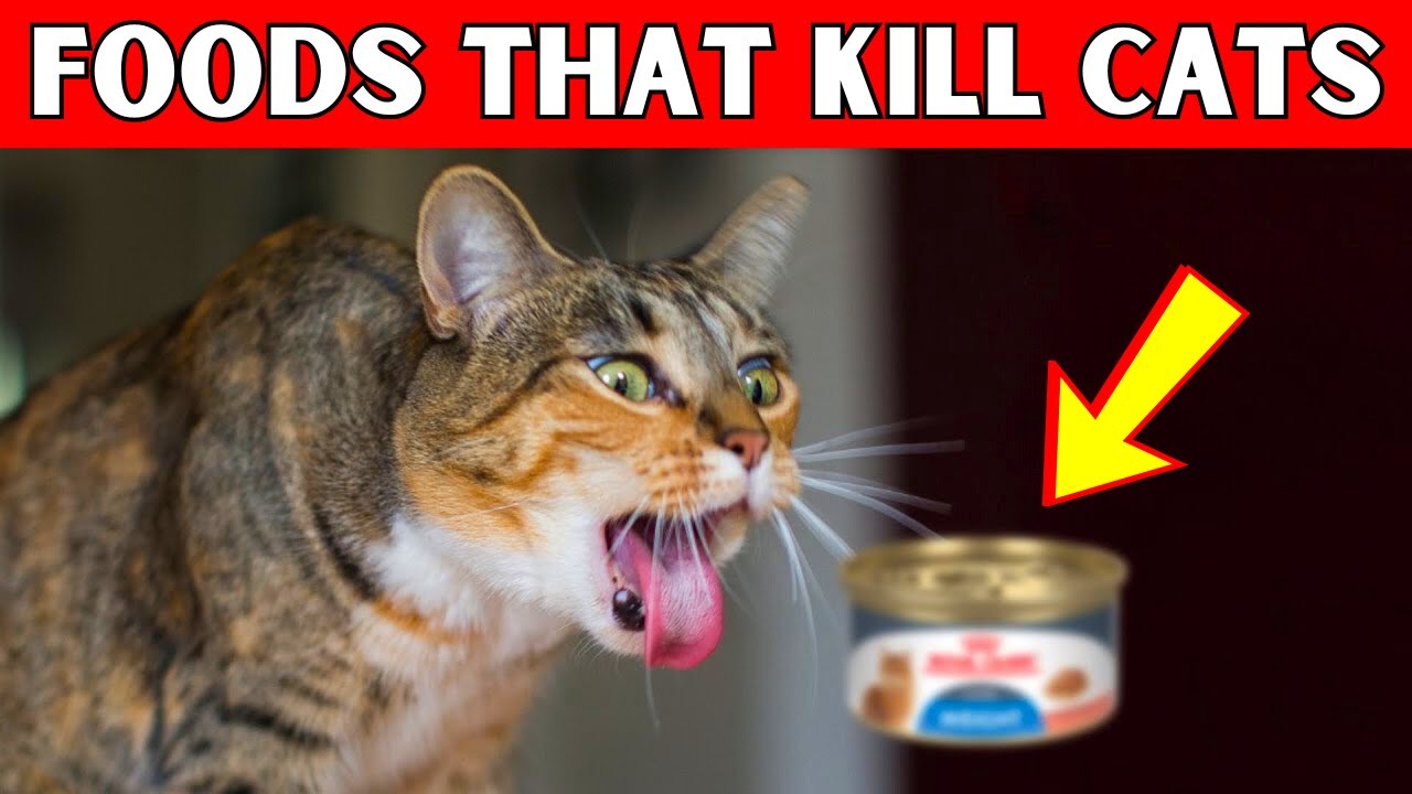 15 Dangerous Foods Your Cat Should Never Eat - YouTube
