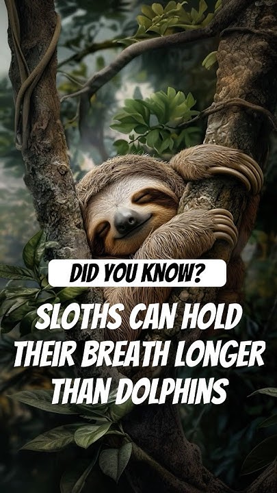 Sloths can hold their breath LONGER than dolphins #shorts #facts #sloth ...