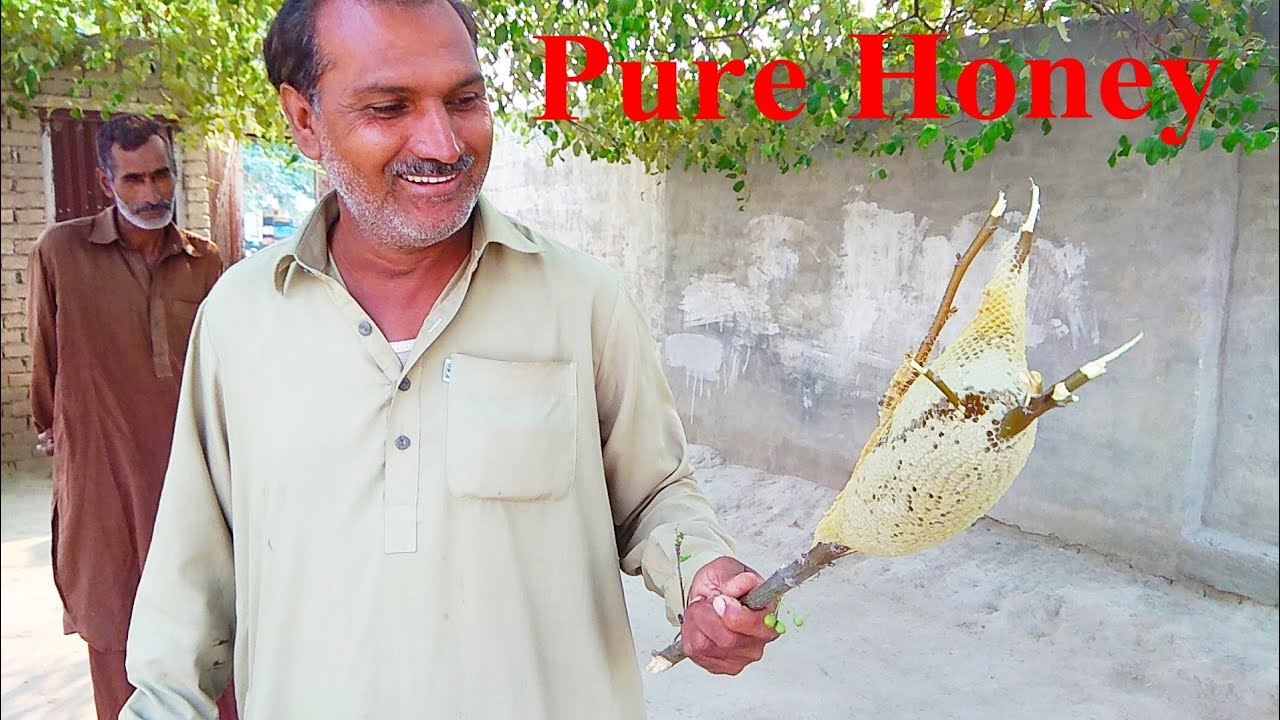 Collecting Honey From Beehive | Harvesting Honeycomb | Pakistan Village ...