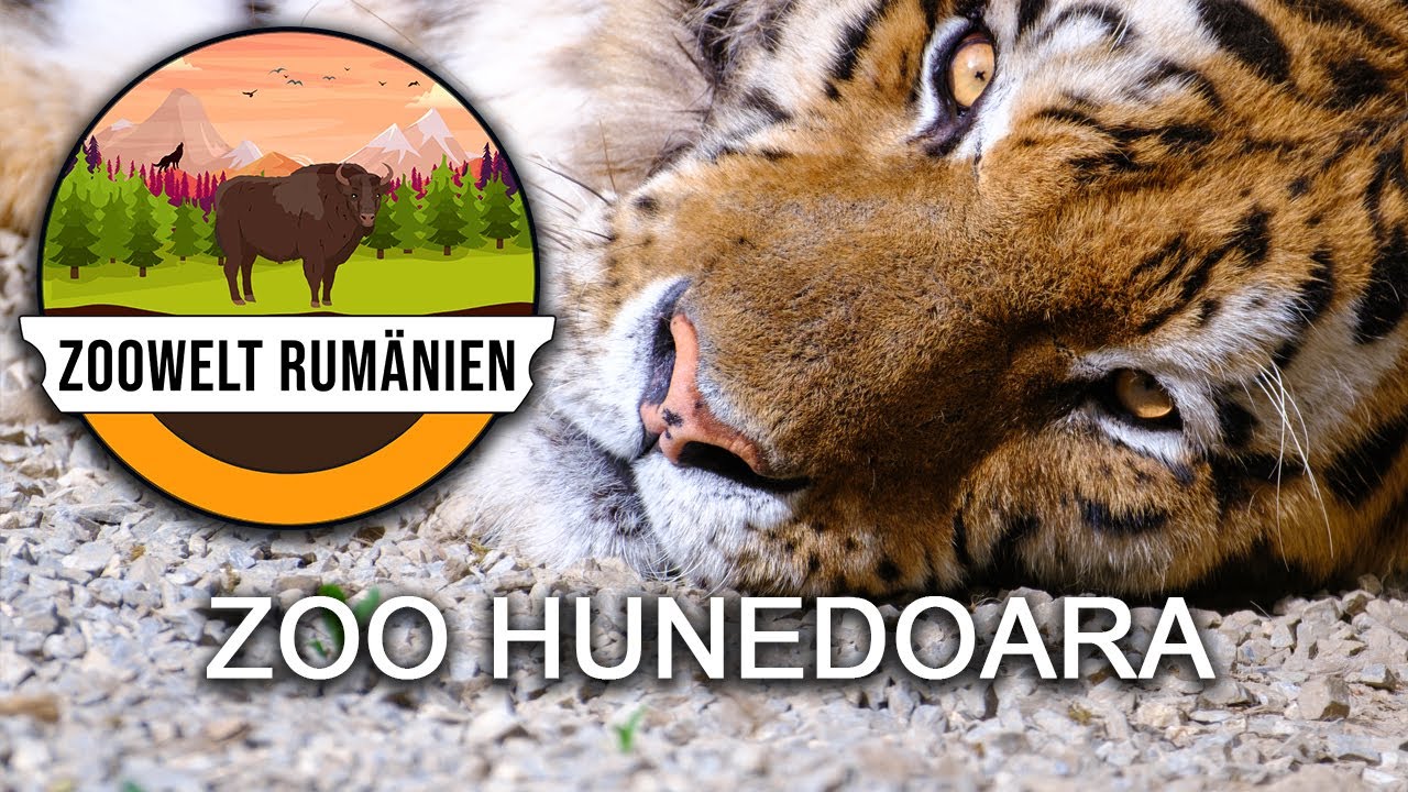 Zoo Hunedoara - Kleinzoo am Hang - Zoowelt Rumänien - YouTube