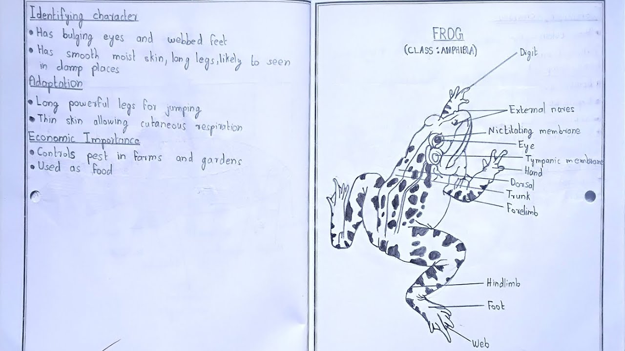 Class 12(Plus two)Zoology practical record(VERTEBRATE ANIMALS ...