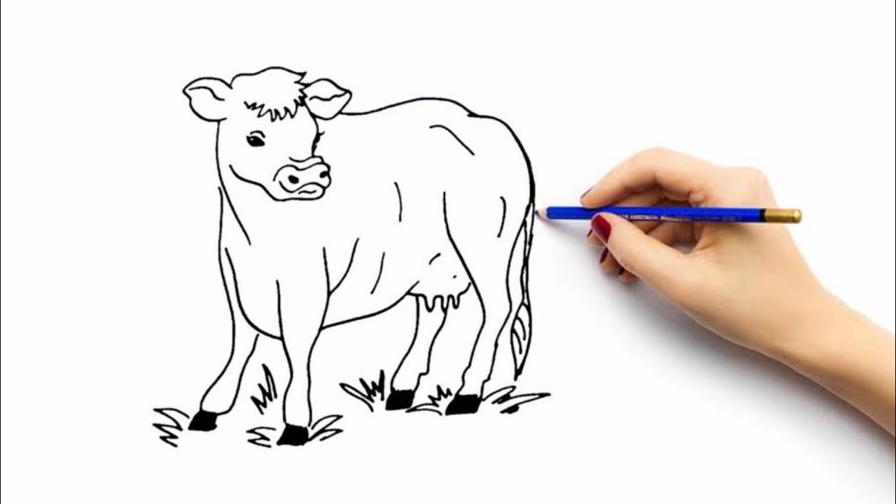 Cara Menggambar Sapi - Art Sketsa - YouTube