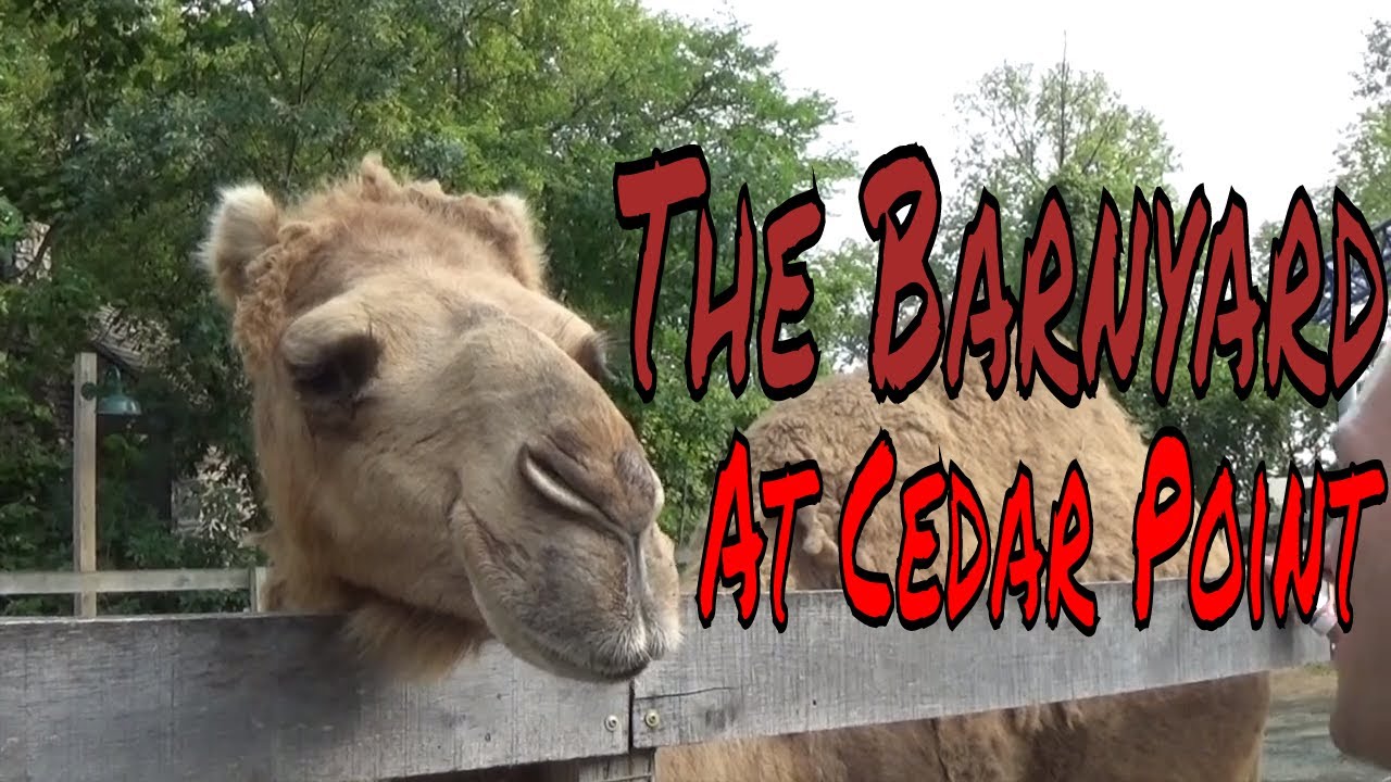 The Barnyard At Cedar Point - YouTube